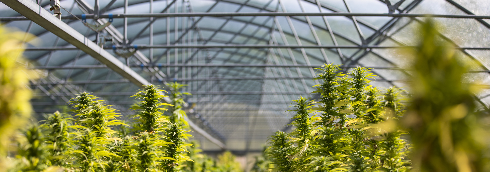 How To Apply - Kentucky Medical Cannabis Program